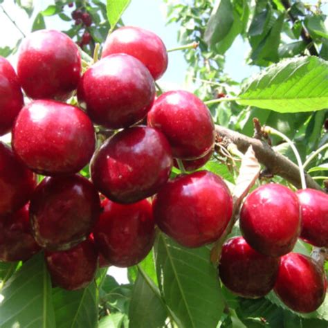 Danilo Ceccarelli Council For Agricultural Research And Agricultural