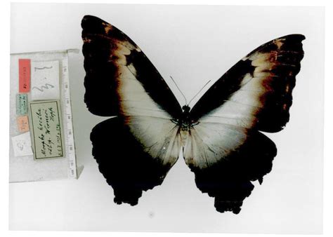 Morpho Hecuba Werneri Type Specimens