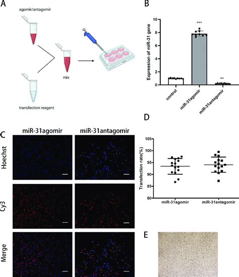 Mir 31 Transfection Of Bmscs A Schematic Diagram Of Cell Transfection