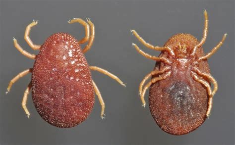 Otobius Megnini