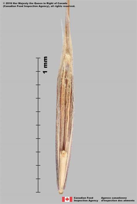 Bromus Tectorum L Idseed