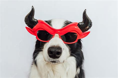 Premium Photo Trick Or Treat Concept Funny Puppy Dog Border Collie