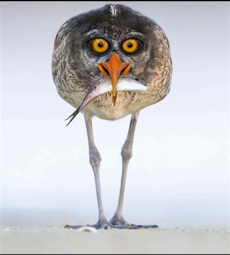 10000 Best Staring Images On Pholder Hololive Meme Templates