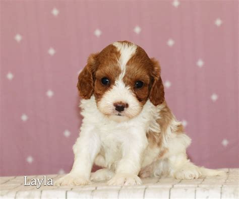 Country Lane Paws Layla