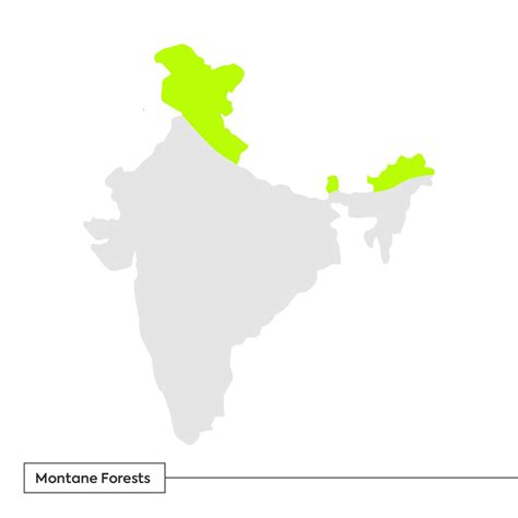Montane Wet Temperate Forests