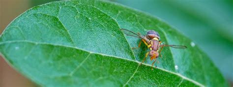 Fruit Salad Tree Care Fruit Fly Fruit Salad Trees