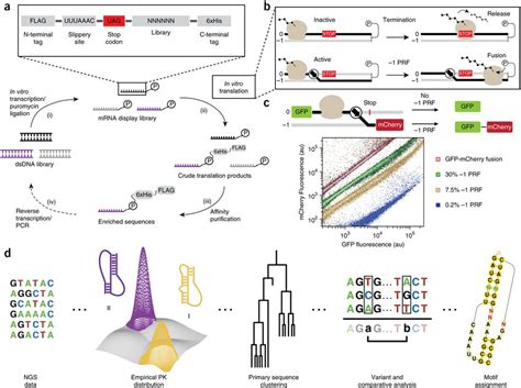 Reprogramming Eukaryotic Translation With Ligand Responsive Synthetic Rna Switches — Rabadan Lab