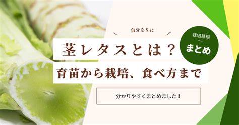 茎レタスとは？栽培方法と注意点、食べ方などをまとめました。 サラセカライフ