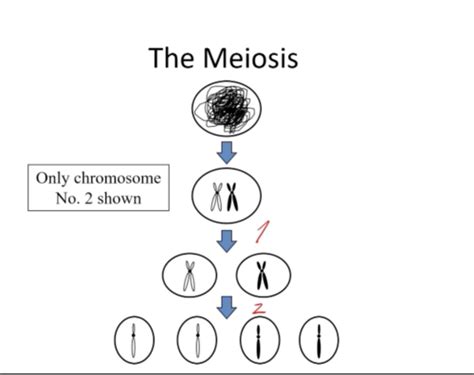 Mendelian Inheritance Patterns Flashcards Quizlet