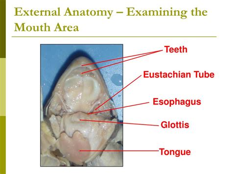 Ppt Frog Dissection Powerpoint Presentation Free Download Id2993114