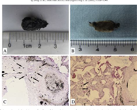 Figure 3 From Prefabrication Of Axial Vascularized Tissue Engineering