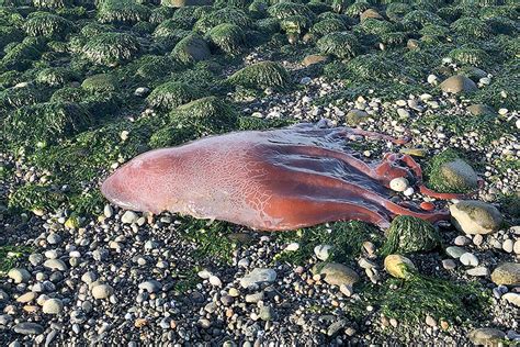 Possible Seven Armed Octopus Found On Beach At Ebeys Landing South Whidbey Record