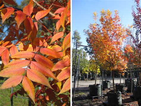 Find The Right Tree With Speciality Trees Ods