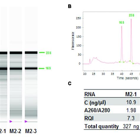Evaluation Of The Differential Lysis Method Method 2 A Image Of Download Scientific