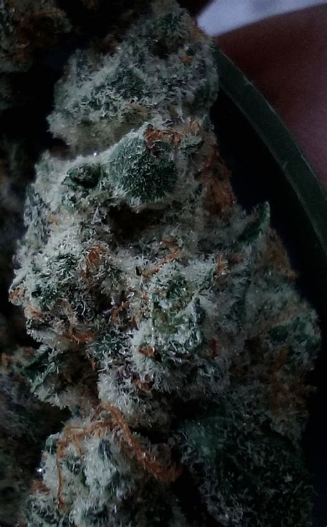 Terapin Came A Long Way Since I Joined 2 Years Ago Milano Cooks 1 Potency 27 1 714 Total