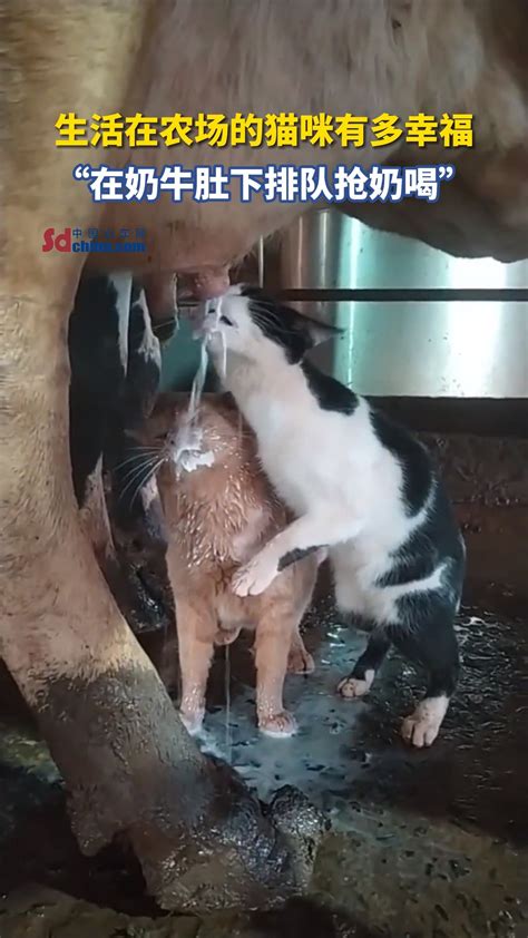 농장에 사는 고양이가 얼마나 행복한지 보세요 최근 산둥山東에서 농장에 사는 한 무리의 새끼 고양이들이 젖소의 배 밑에서