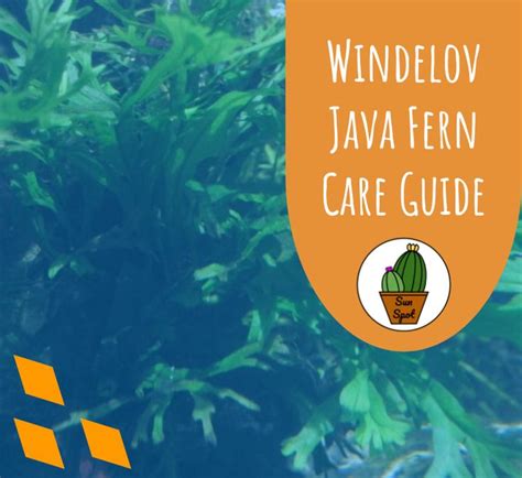 Windelov Java Fern Care Guide Ferns Care Ferns Guide