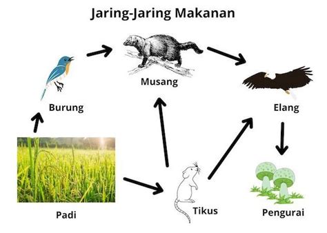 10 Contoh Jaring Jaring Makanan Dalam Ekosistem Beragam