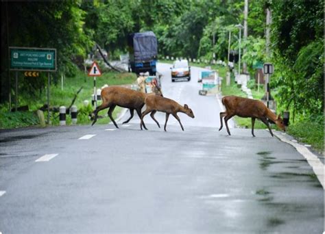 Assam Floods 511 Wild Animals Died In Past Five Years