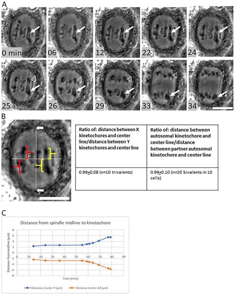 Segregation Of Chromosomes In Meiosis I In The Praying Mantis Hierodula