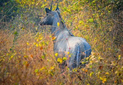 Rear View Of Male Nilgai Or Blue Bull In A Woodland Habitat Stock
