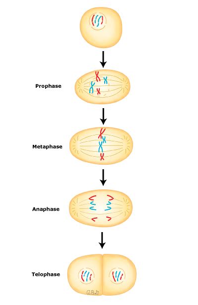 Resumo Sobre A Mitose Ciclo Celular Alterações E Mais