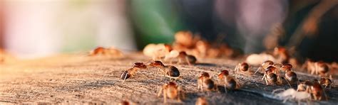 Termite Control In Daphne Al Local Baldwin County Termite Experts
