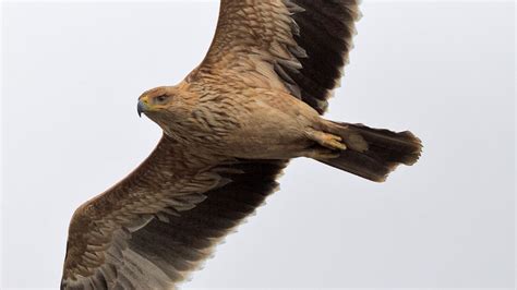 El Incendio De Doñana Afectó A Más De 70 Especies De Aves Y 38 Mamíferos