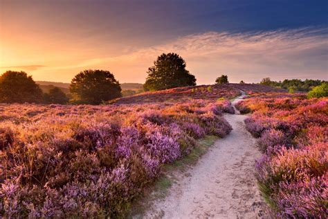 Veluwe Bezienswaardigheden Mooiste Plekjes Vakantie Tips