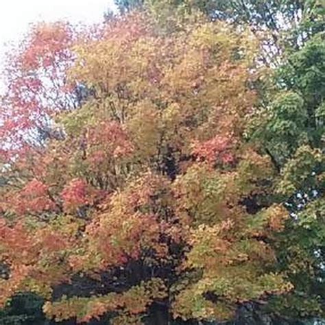 Matthew Kleckner Youtube