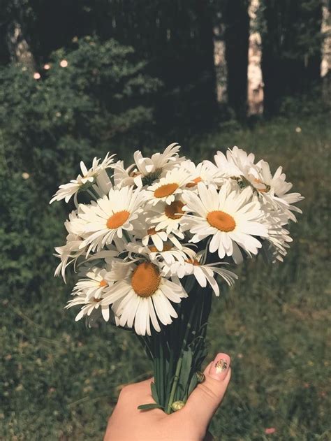 Sevim Nur adlı kullanıcının Aesthetics panosundaki Pin Papatyalar