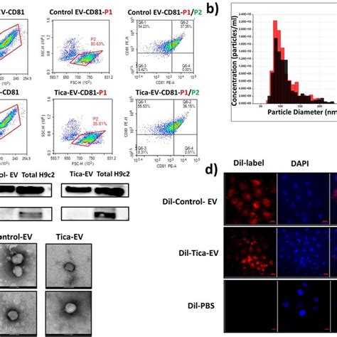 Characterization And Quantification Of Isolated Evs A Flow