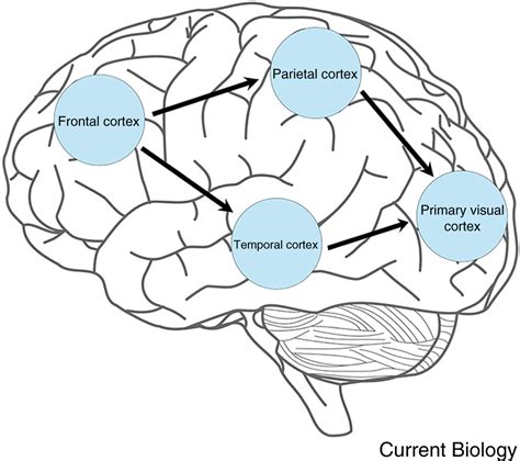 Mental Imagery The Role Of Primary Visual Cortex In Aphantasia Current Biology