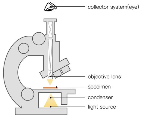 Application Of Scanning Electron Microscope In Biological Field Light