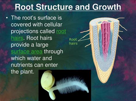 PPT Roots Stems And Leaves PowerPoint Presentation Free Download ID 4208682