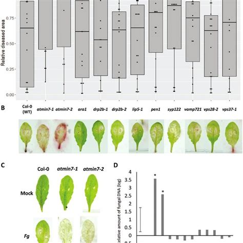 Fusarium Graminearum Infection Of Different Arabidopsis Mutants A