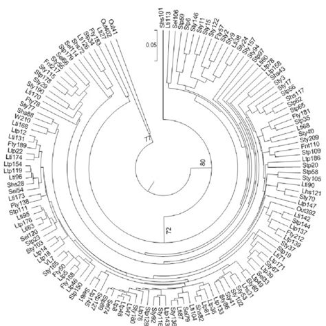 Unweighted Pair Group Method With Arithmetic UPGMA Mean Dendrogram