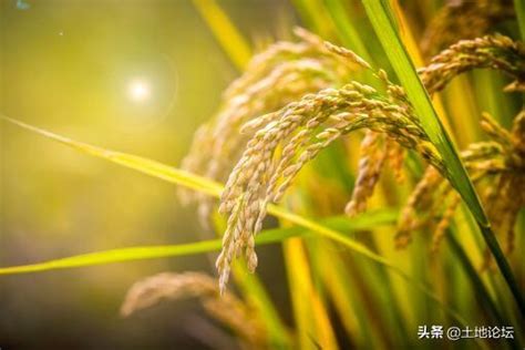 2022年農村種糧大戶補多少錢一畝？種糧大戶的標準是什麼？ 每日頭條