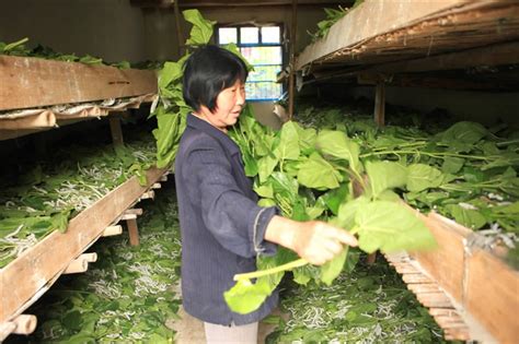 大妈说养蚕就像带孩子 今日临安