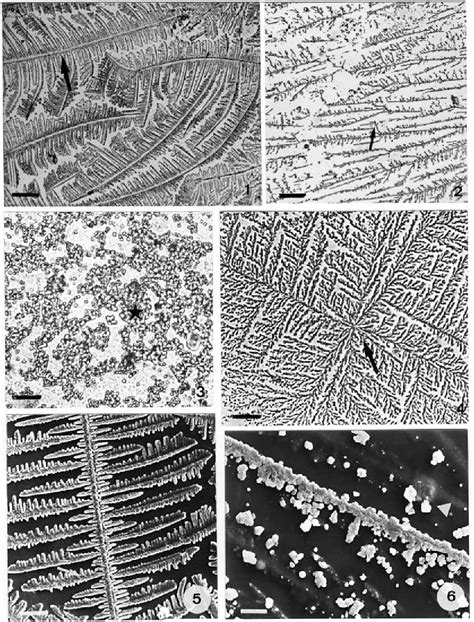Figure 10 From Morphological Characterization Of Different Human