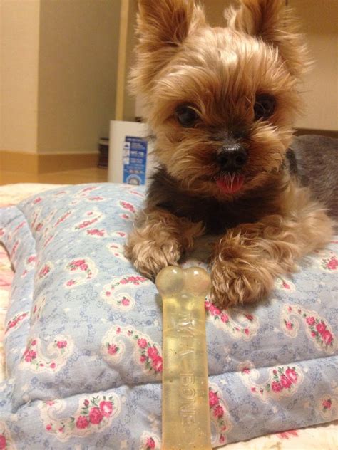 제목 없음 — 로리사진