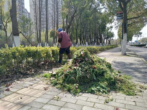 園林綠化中常見的雜草 每日頭條