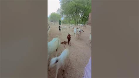 Goats Groupgrass Cloudtype Viralvideo 👬 Youtube