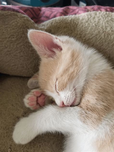 Sleep Tight Kitten Aww