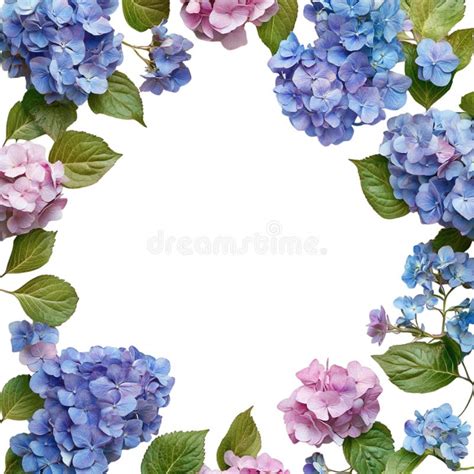 Hydrangea Hortensis Plant Border Stock Illustrations 8 Hydrangea