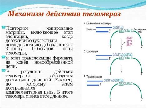 Репликация ДНК презентация онлайн