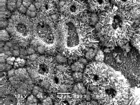 Testing And Trials Scanning Electron Microscope Sample