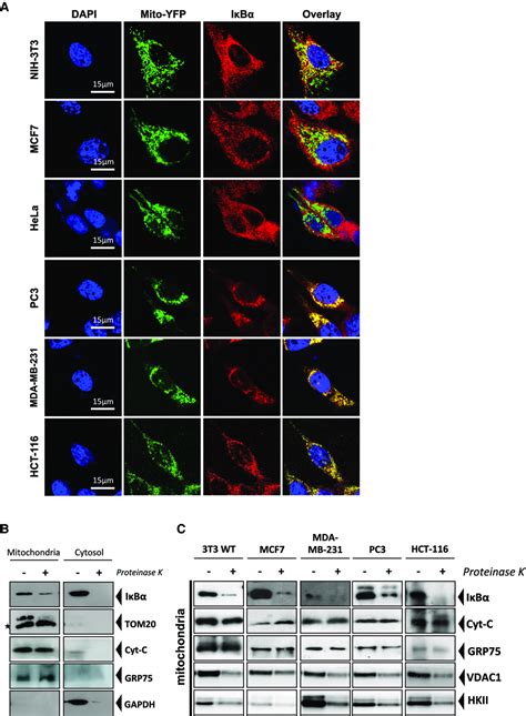 IκΒα inhibits apoptosis at the outer mitochondrial membrane