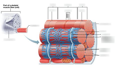 Myofibril Up Close Diagram Quizlet