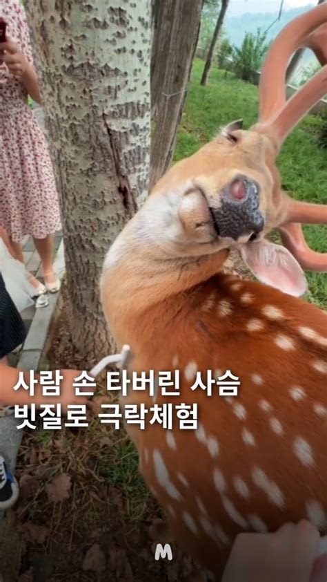 여행몬스터 북한과 직선거리 14km에 스타벅스가😮 북한이 바로 보이는 Dmz 인근에 스타벅스가 문을 열어 화제입니다🙌